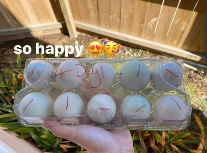 Balut (Hột Vịt Lộn) ពងទាកូន- Fresh New Zealand Duck Balut Eggs – New ...